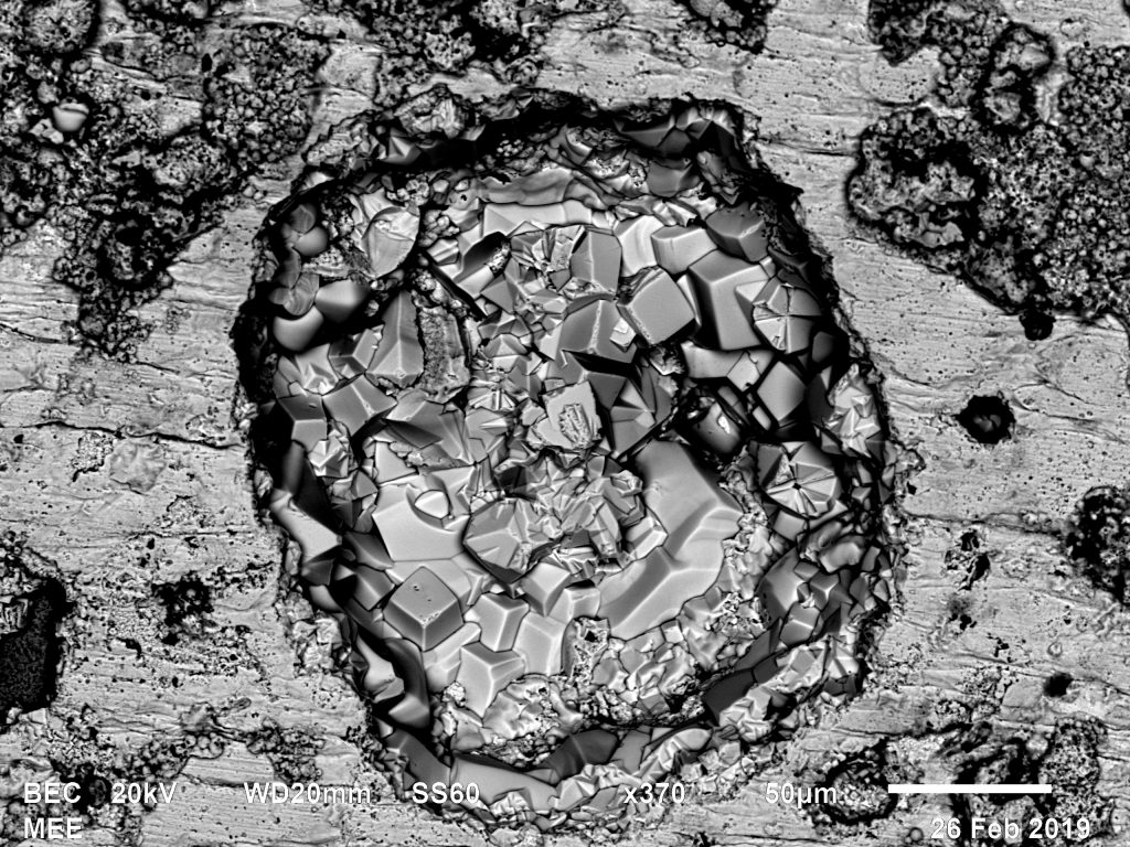 Microscope Monday - MEE