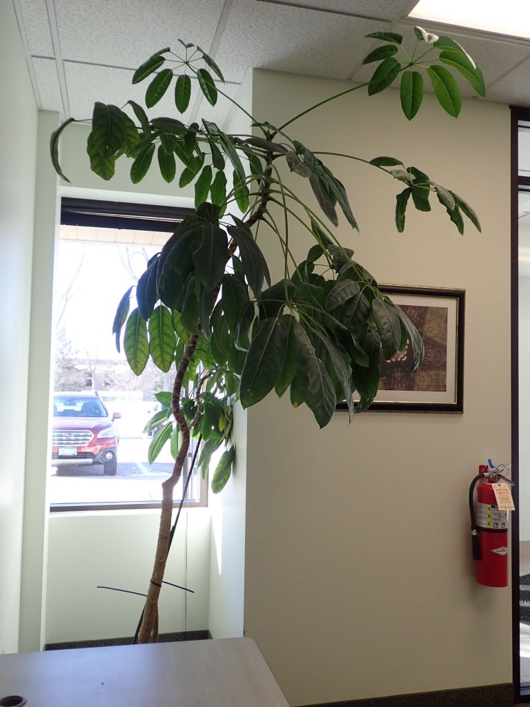 25 Years and Still Growing - MEE